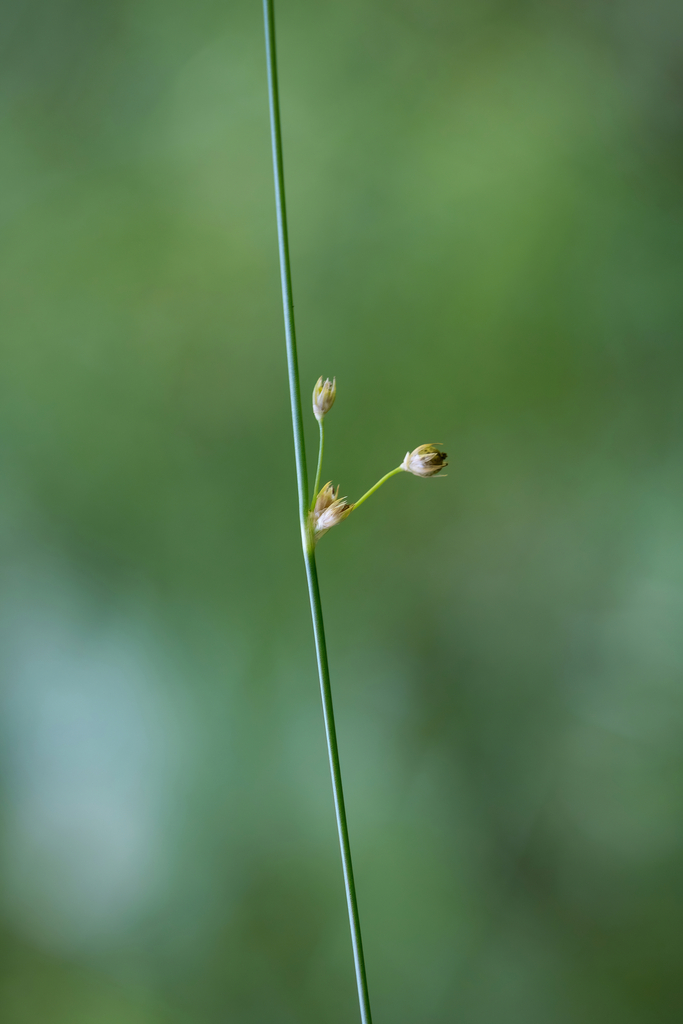 Thread Rush from г. Ревда, Свердловская обл., Россия on July 29, 2023 ...