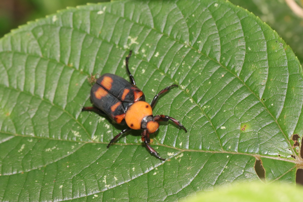 Clinterocera trimaculata from 中国浙江省衢州市开化县 on September 6, 2023 at 12:25 ...