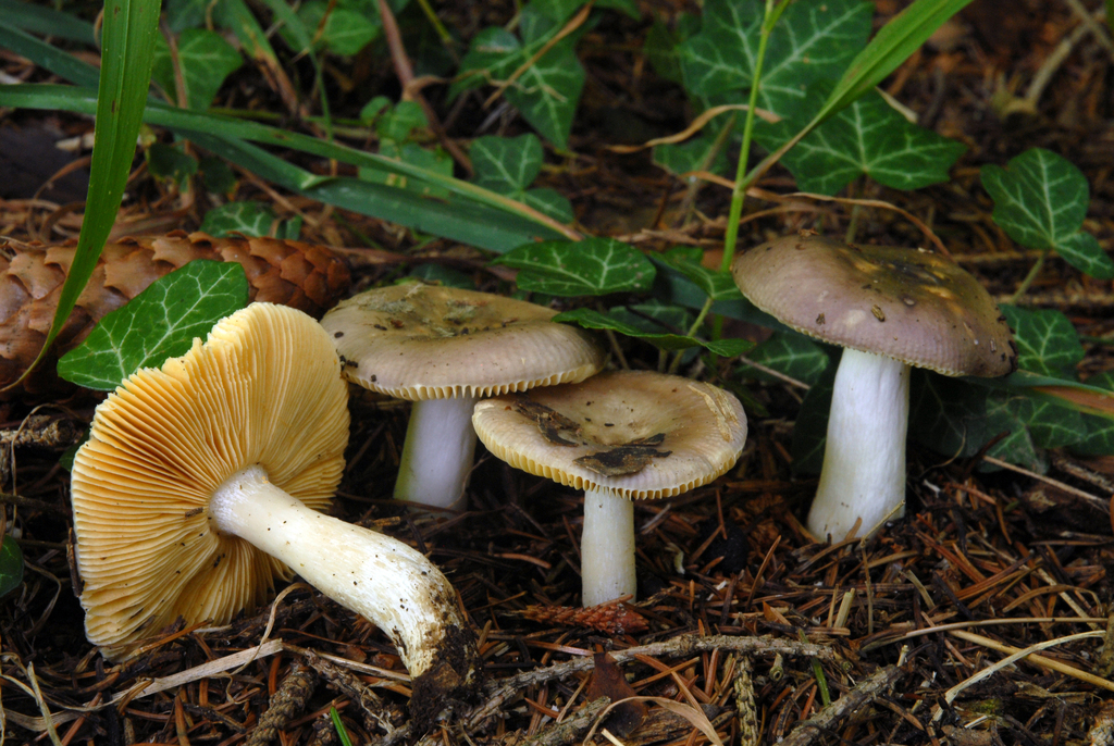 Russula firmula from Alpe del Viceré - Albavilla (CO), Italia on ...