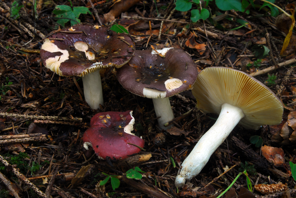Russula firmula from Bagni di Masino - Valmasino (SO), Italia on August ...