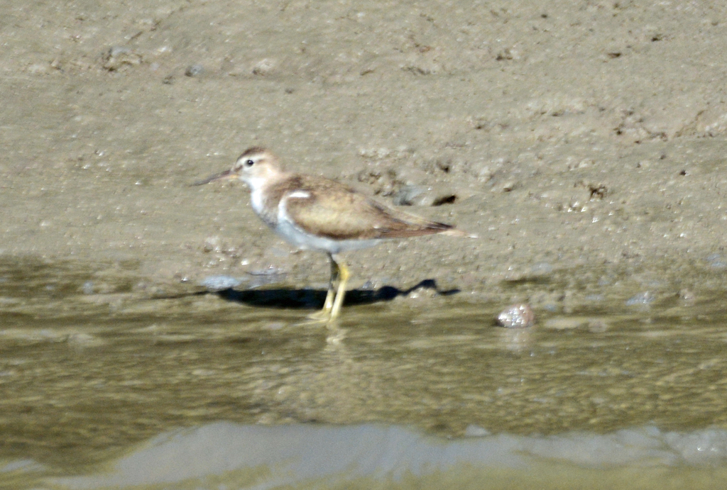 Common Sandpiper from Maningrida NT 0822, Australia on August 25, 2023 ...