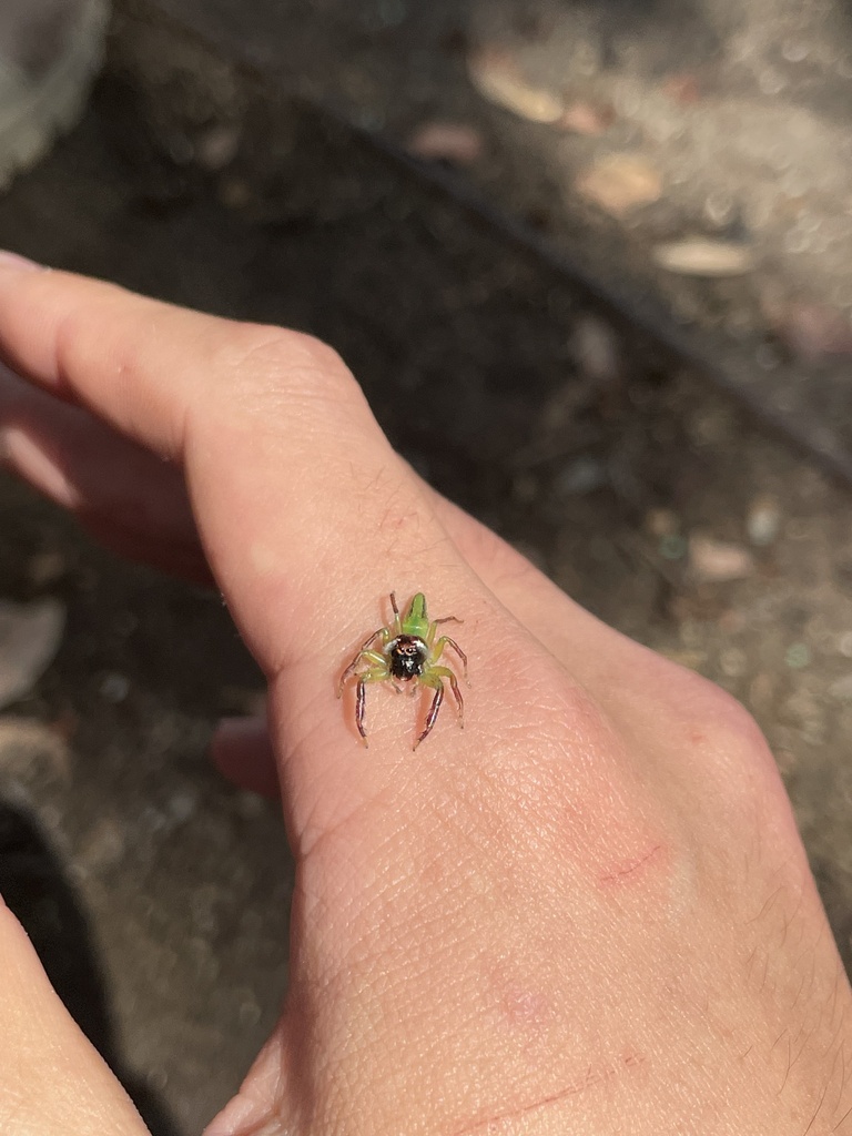 Green Jumping Spider in September 2023 by alexericsonlee · iNaturalist