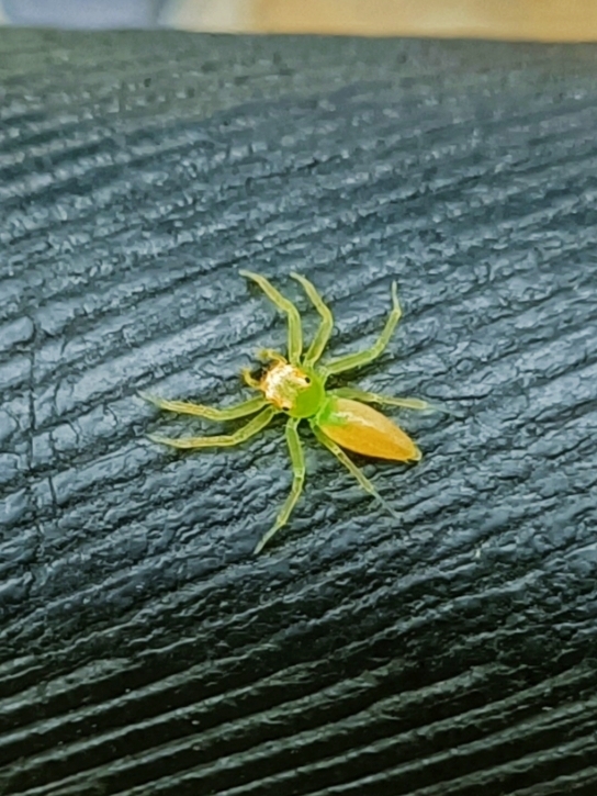 Epeus flavobilineatus from Chek Jawa, Pulau Ubin, Singapore on ...