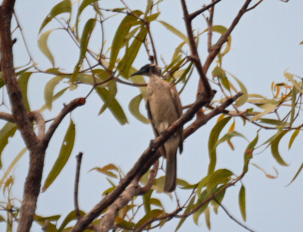 Silver-crowned Friarbird from Mt Borradaile, West Arnhem NT 0822 ...