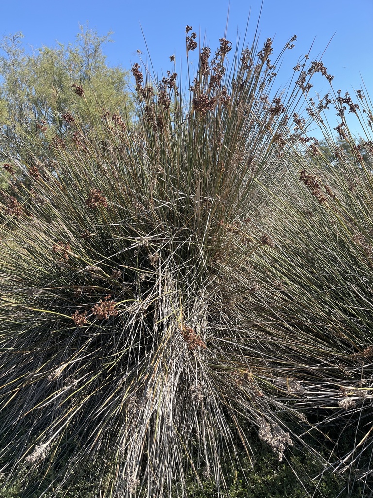 spiny rush from Del Montgrí, les Illes Medes i el Baix Ter, Torroella ...