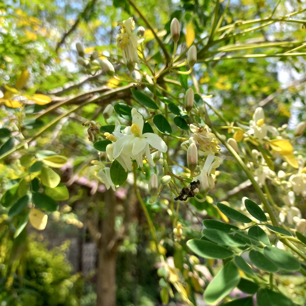 Moringa tree from Adungosi, Kenya on September 7, 2023 at 01:21 PM by ...