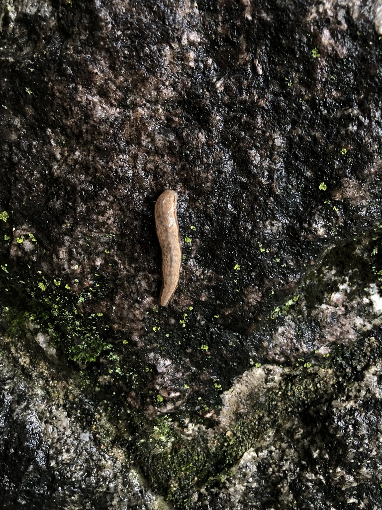 Chinese Slug from Atsuta-jingu Shrine, 名古屋市熱田區, 愛知縣, JP on September 6 ...