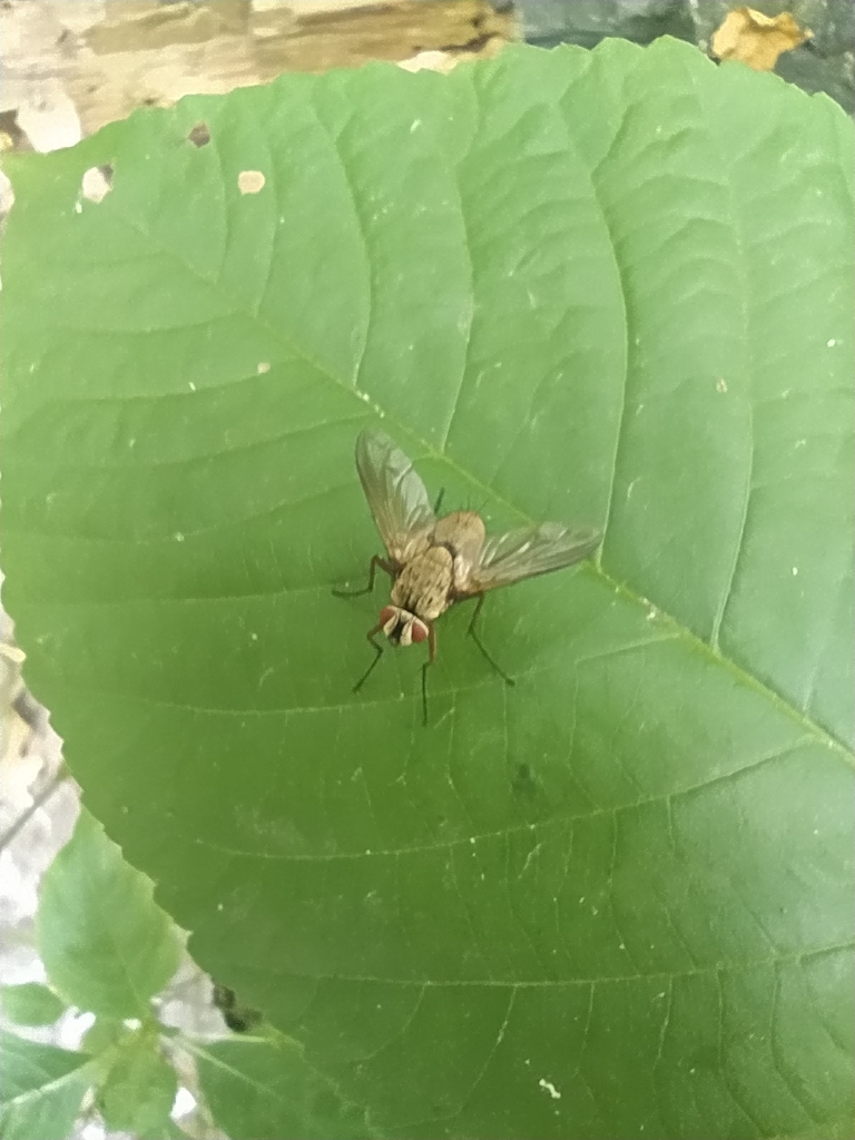 Dexia rustica from Голосіївський район, Київ, Україна, 02000 on ...