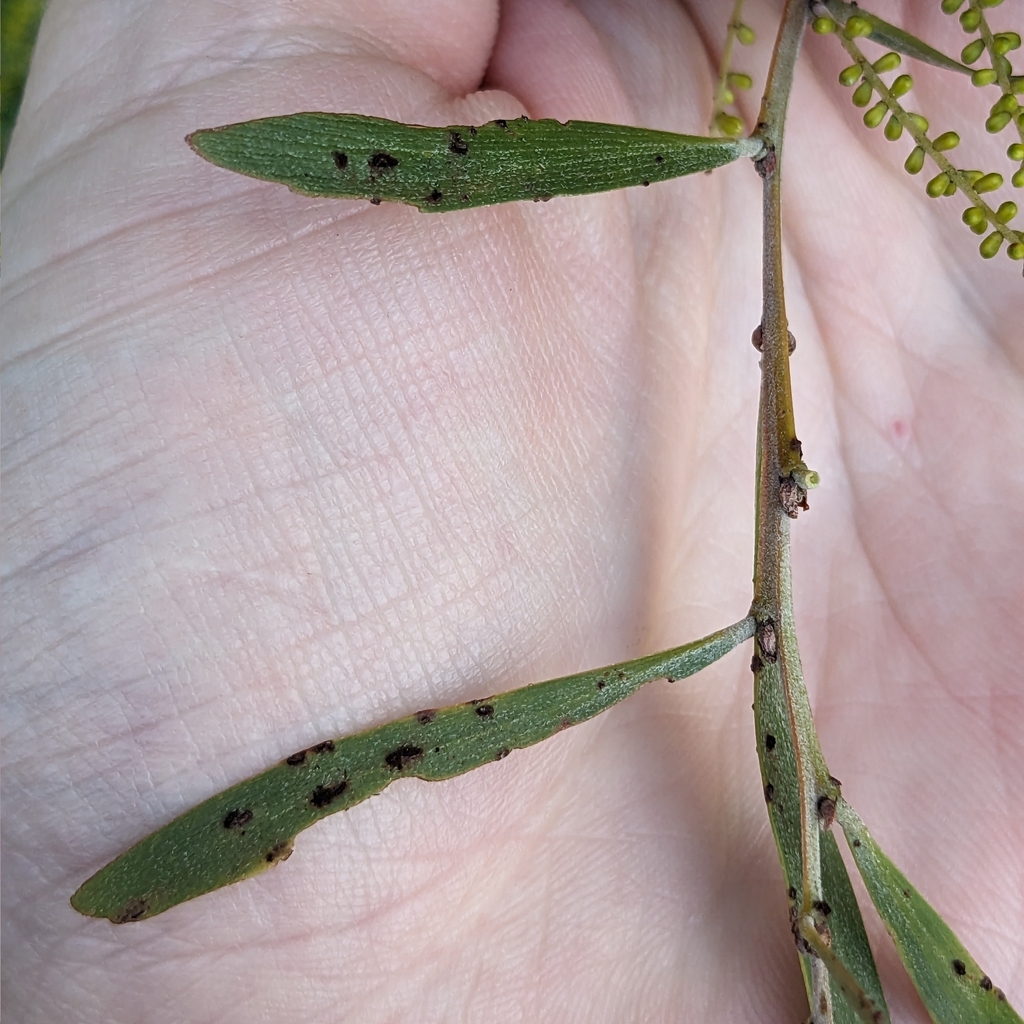 wattle gall rusts from Burwood, Christchurch, New Zealand on September ...