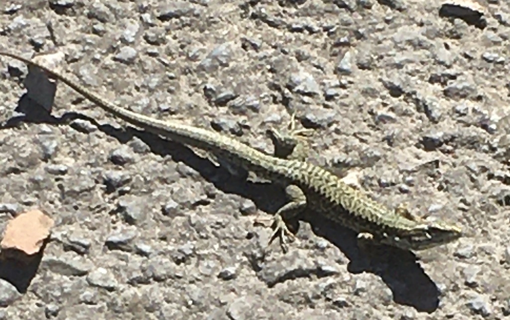 Common Wall Lizard from Avenue Paul Plouviez, Divion, Hauts-de-France ...