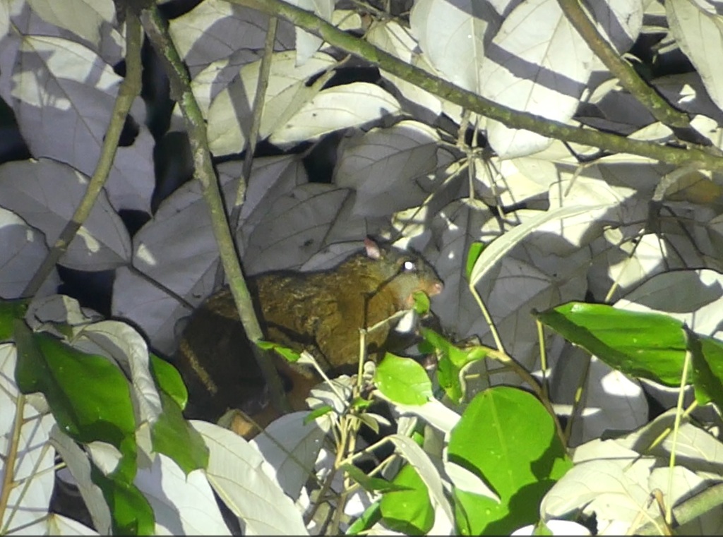 Beecroft's Anomalure from San Carlos de Luba, Equatorial Guinea on ...