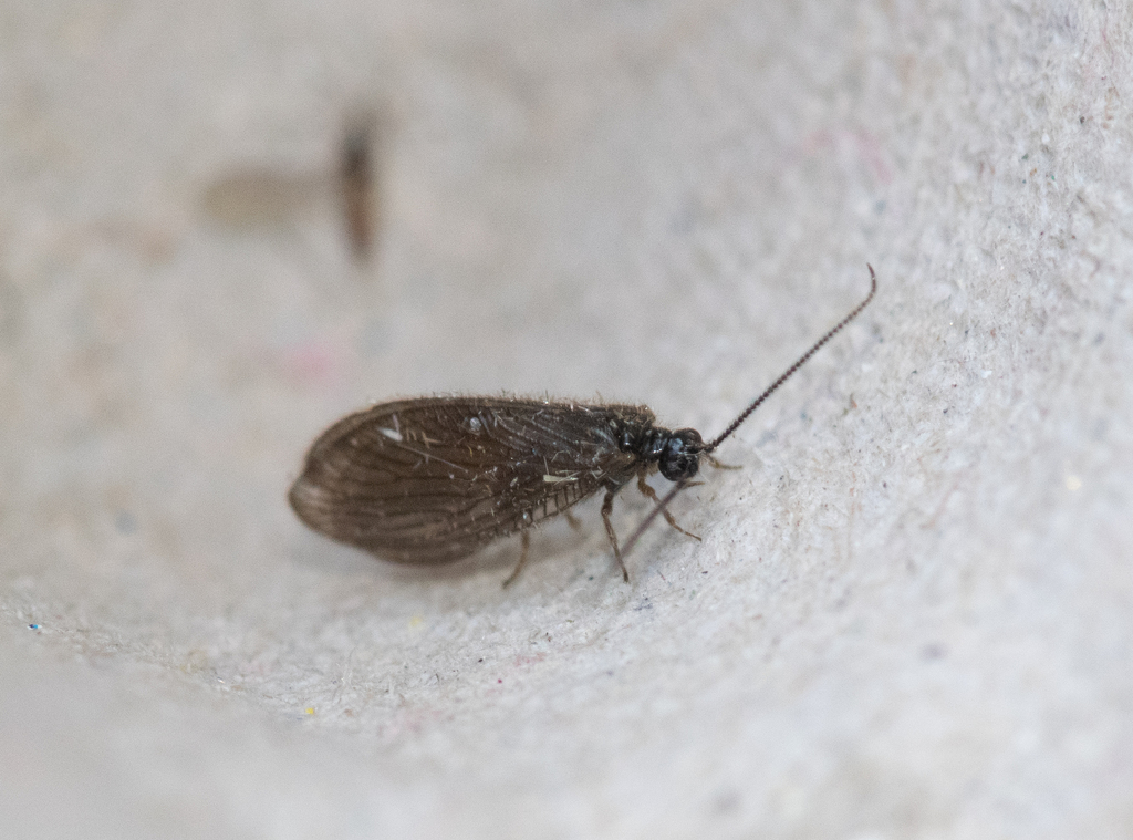 Black Spongillafly from South Kensington, London, UK on 07 September ...