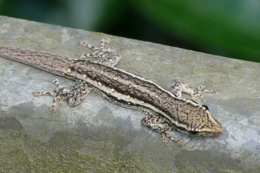 Common Dwarf Gecko from Eshowe, 3815, Südafrika on March 10, 2023 at 01 ...