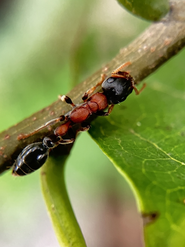 Arboreal Bicolored Slender Ant from Bhongir, Yadadri Bhuvanagiri, TG ...