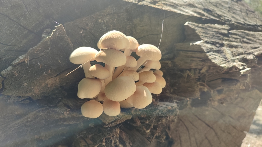 Cyclocybe aegerita from Les Îles, Lyon, France on September 7, 2023 at ...