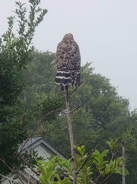 Red-shouldered Hawk from Rosehaven Dr. on September 2, 2023 by shanvas ...