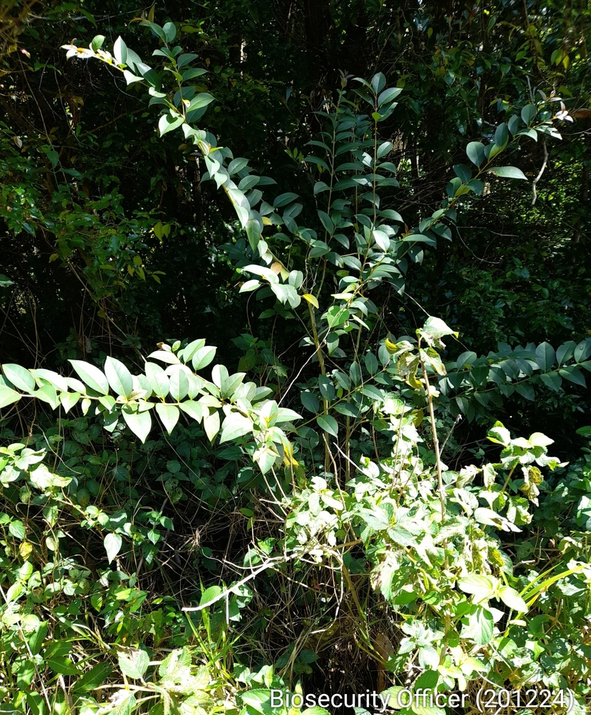 tree privet in September 2023 by jack-devlin. Russell Island. Uncommon ...
