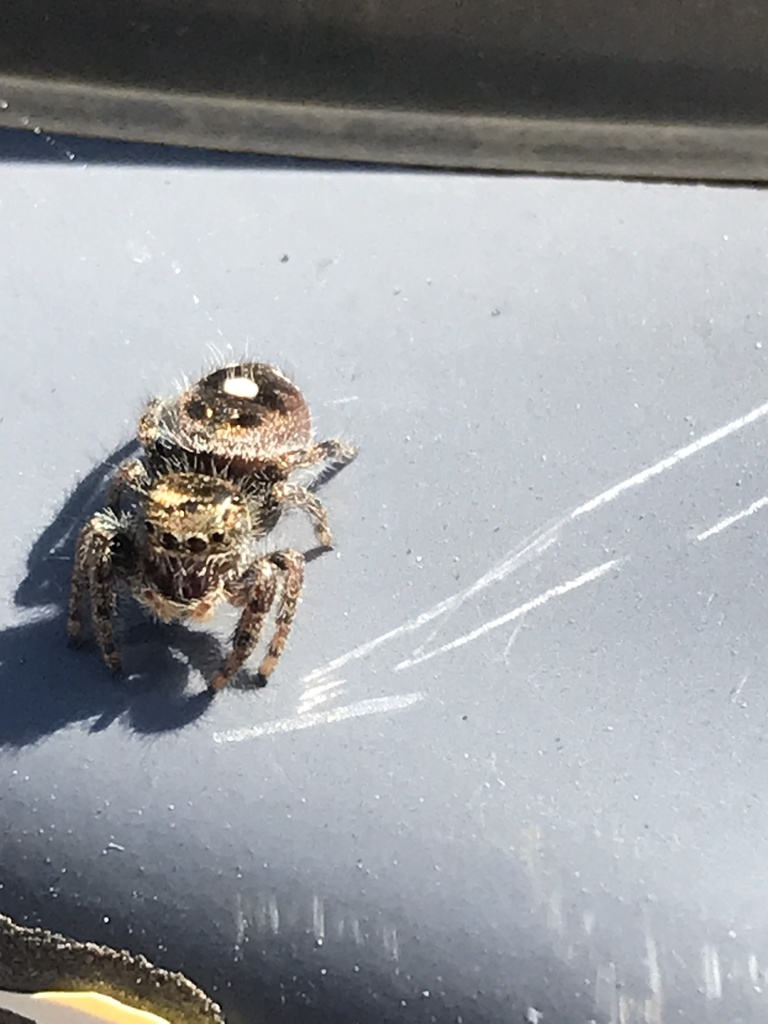Bold Jumping Spider from Champaign, IL, US on September 2, 2023 at 02: ...