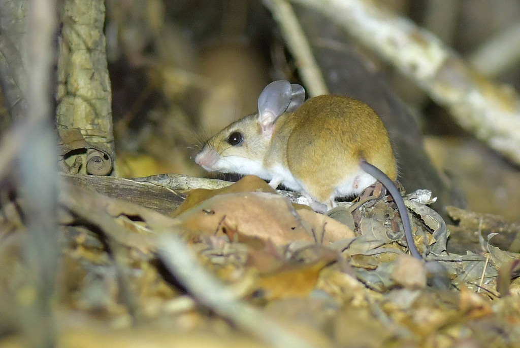 Bastard big-footed mouse from Morondava, Madagascar on September 3 ...