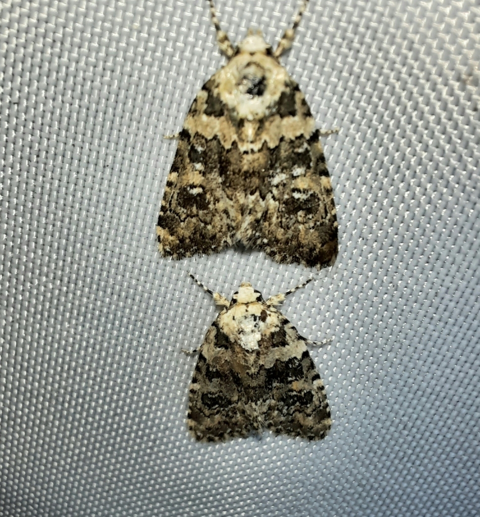 Marbled Beauty from B29 7SP on September 7, 2023 at 09:46 AM by ...