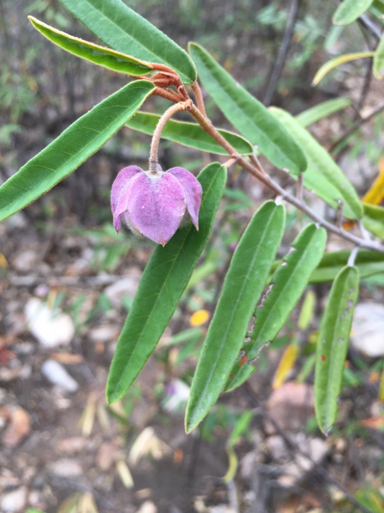 mountain fire-bush from Maroon, QLD, AU on May 7, 2023 at 08:29 AM by ...