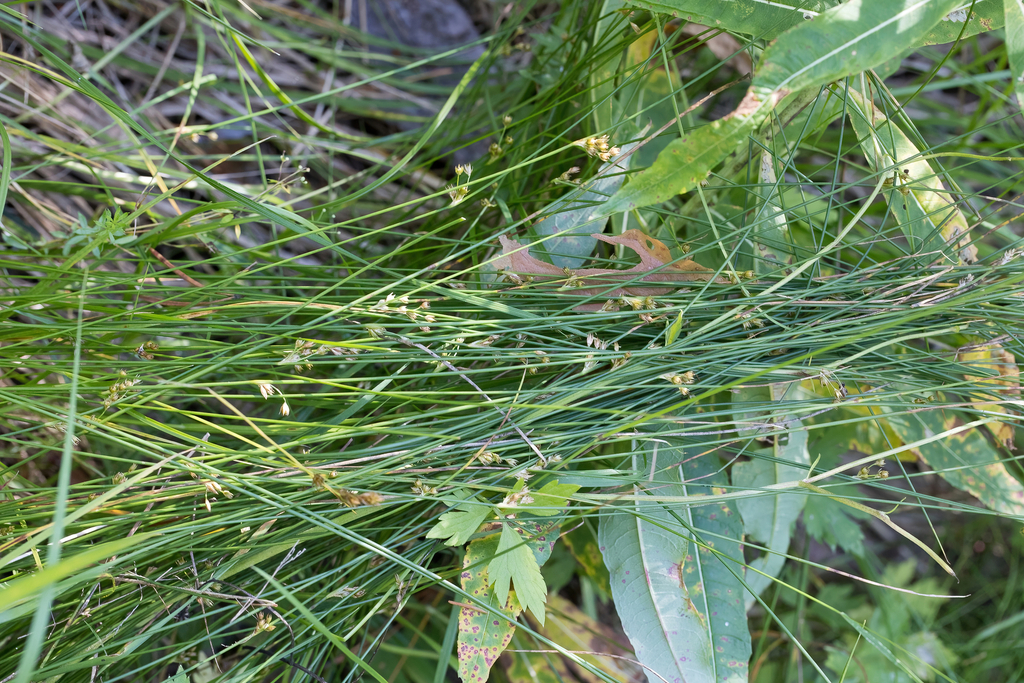 Thread Rush from г. Ревда, Свердловская обл., Россия on July 29, 2023 ...