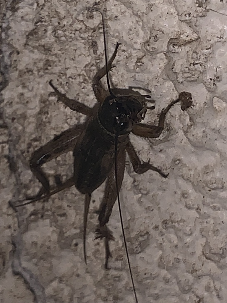 Field Crickets from camp mohawk, Alvin, TX, US on September 6, 2023 at ...