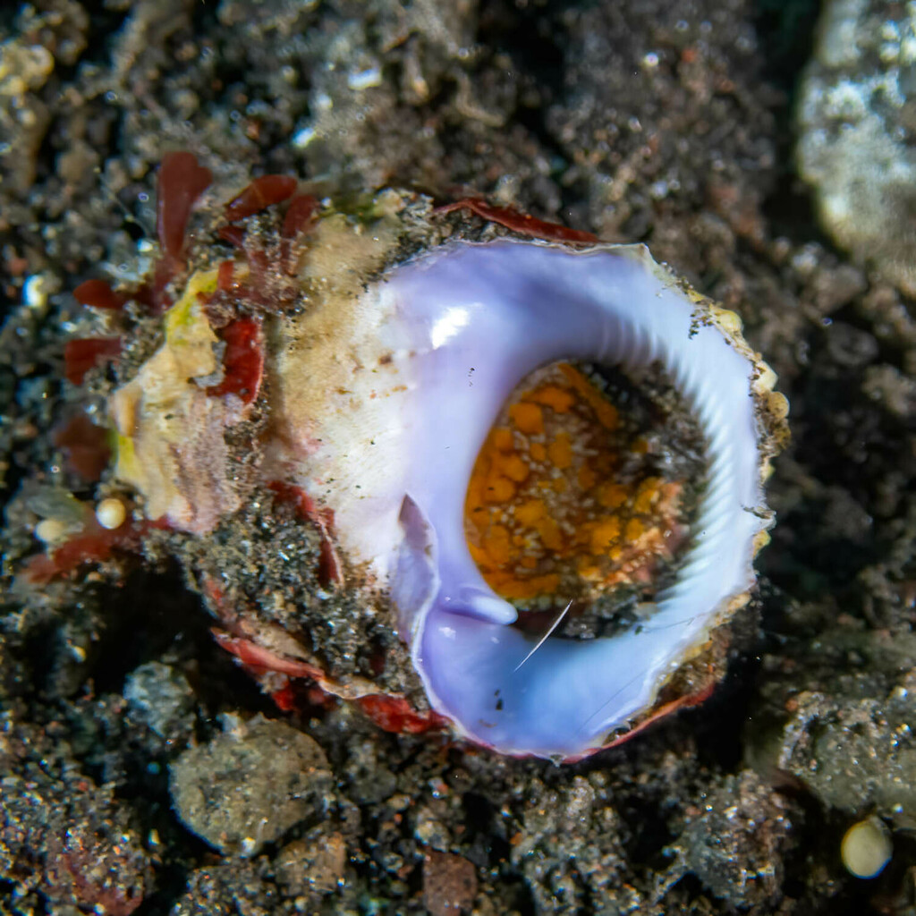 Indomodulus tectum from Tulamben, Karangasem Regency, Bali, Indonesia ...