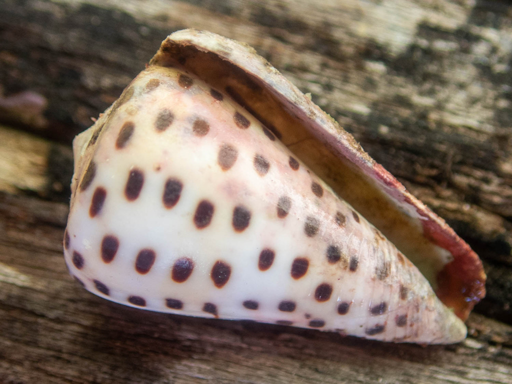 Ivory Cone from Tulamben, Karangasem Regency, Bali, Indonesia on July ...