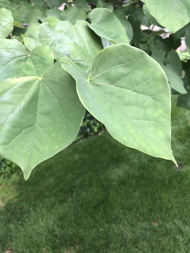 eastern redbud from University of Michigan, Ann Arbor, MI, US on ...