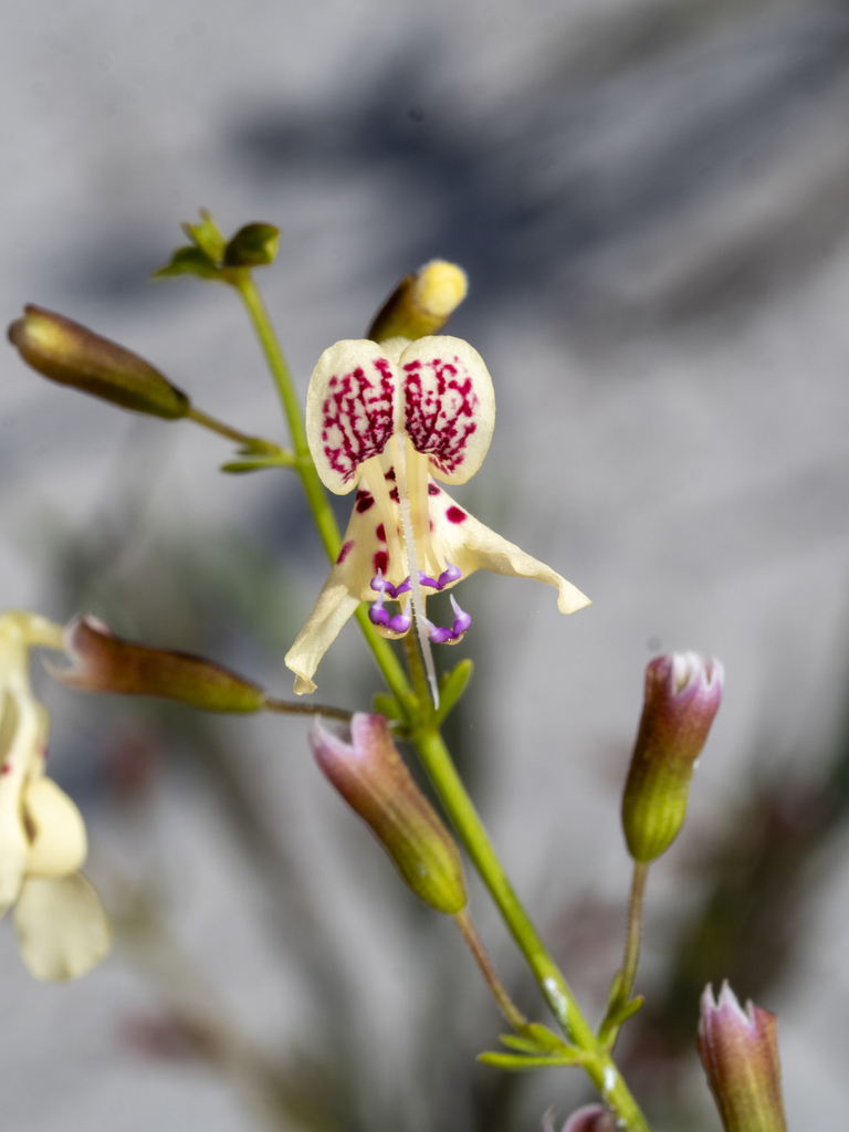 Scrub mint in September 2023 by cpgibson · iNaturalist