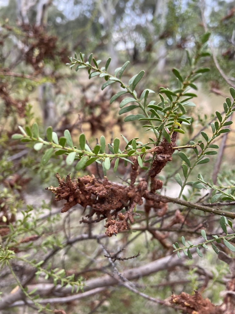 Round-leaf Wattle from Wimmera River, Horsham, VIC, AU on June 3, 2023 ...