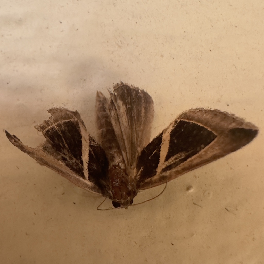 Triangular-striped moth from Pallikaranai, Chennai, Tamil Nadu, India ...