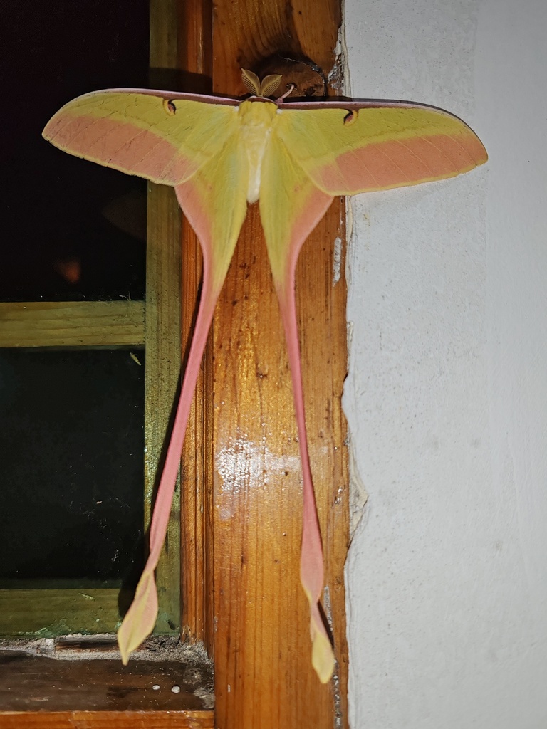 Chinese Moon Moth from W6QG+W5J, Longquan, Lishui, Zhejiang, China ...