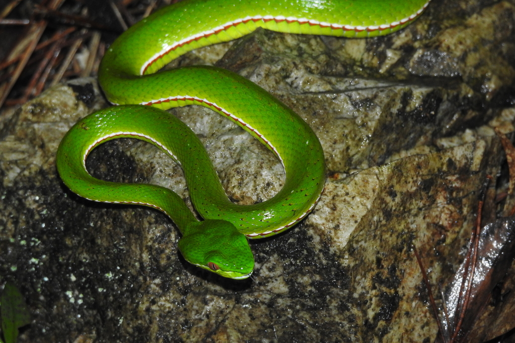 Chinese Green Tree Viper from W6QG+W5J, Longquan, Lishui, Zhejiang ...