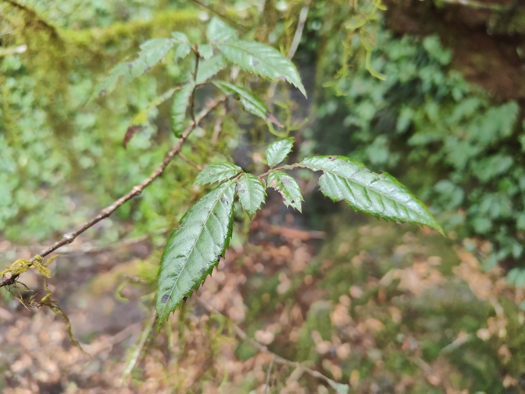 brambles from Nambucca, New South Wales, Australia on August 28, 2023 ...