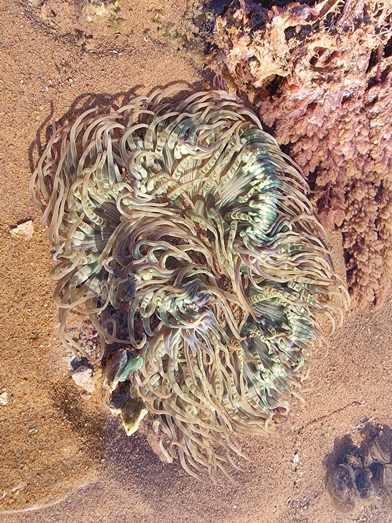 Beaded sea anemone from Port Hedland, WA, Australia on September 4 ...