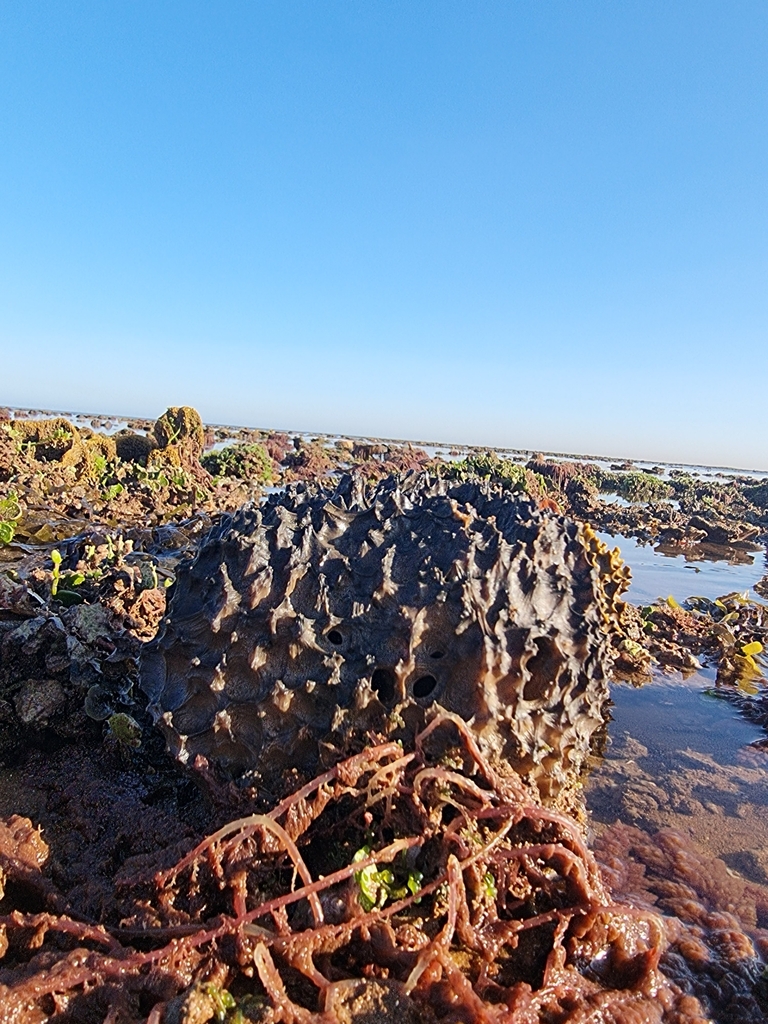 Sponges from Port Hedland, WA, Australia on September 4, 2023 at 07:29 ...