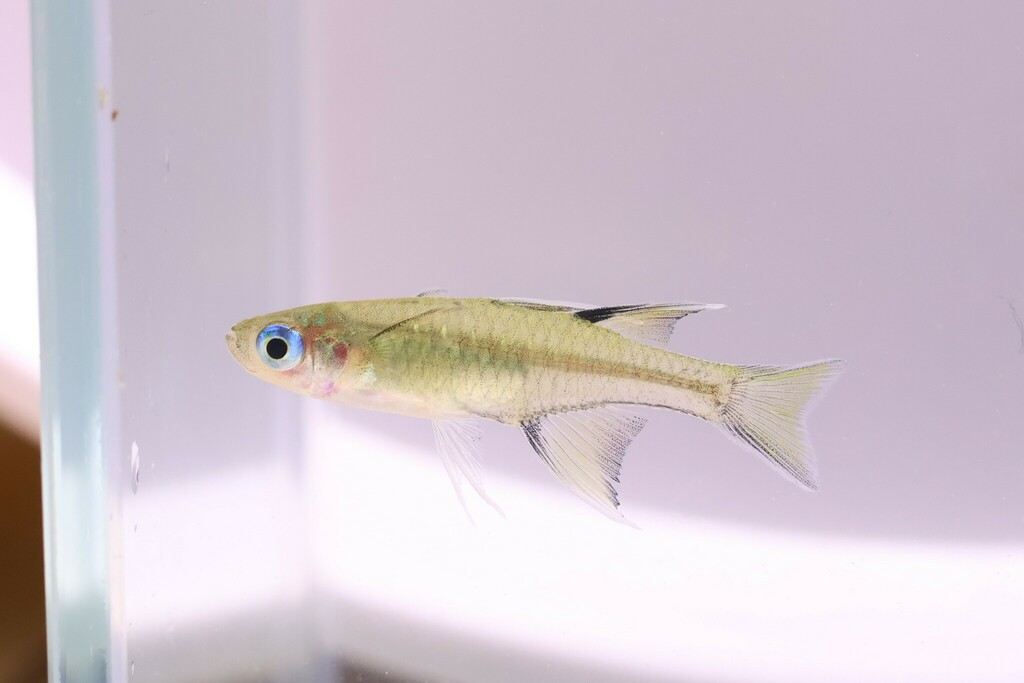 Pacific Blue Eye from Gold Coast QLD, Australia on September 7, 2023 at ...