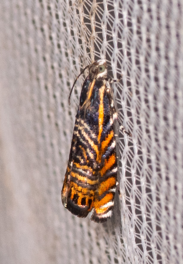 Psychedelic Jones Moth from Caroline County, MD, USA on September 5 ...