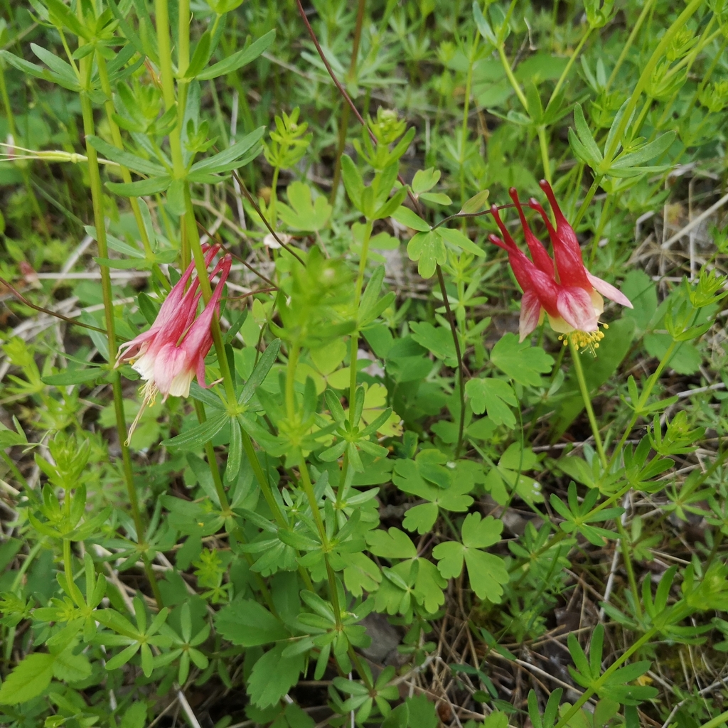 red columbine from Parc national du Bic on June 15, 2023 at 04:02 PM by ...