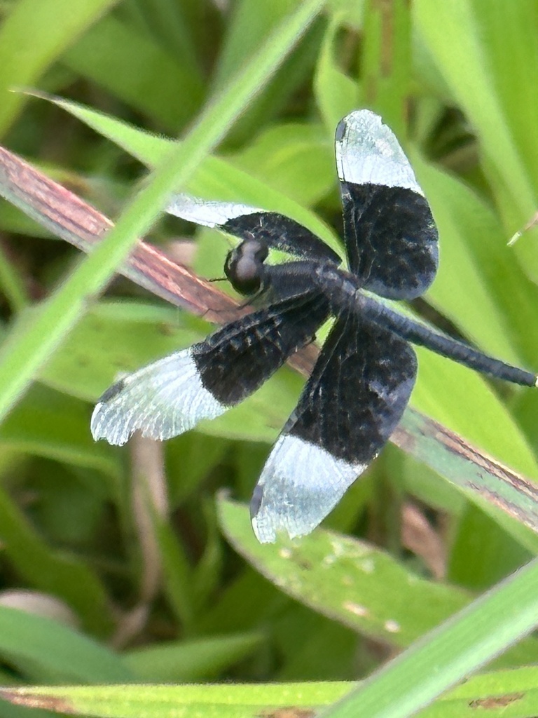Pied Paddy Skimmer from Bardez, North Goa, GA, IN on September 7, 2023 ...
