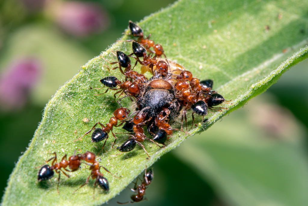 Shiny Acrobat Ant from Lewisville, TX, USA on September 6, 2023 at 05: ...