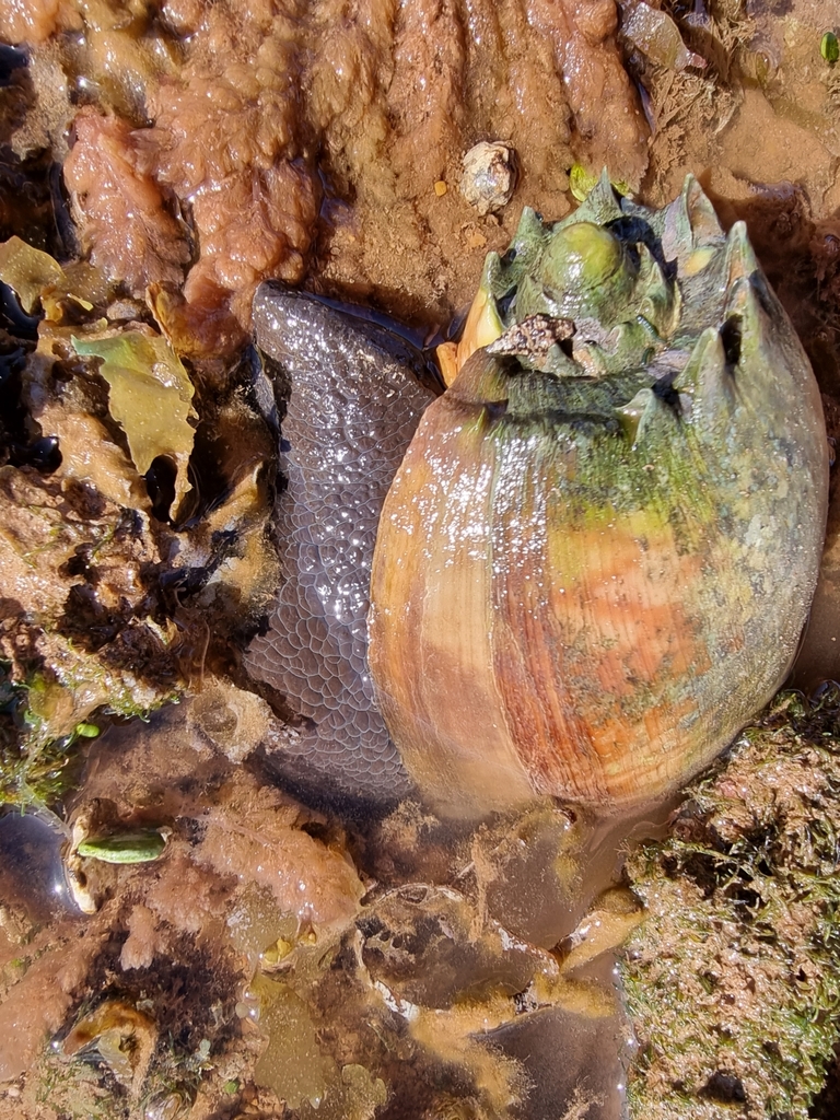 Melon Shell from Finucane WA 6722, Australia on September 4, 2023 at 08 ...