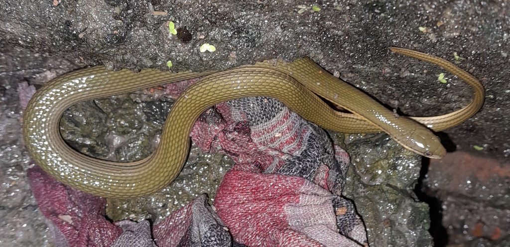 Split Keelback from Namkhana, West Bengal, India on September 7, 2023 ...