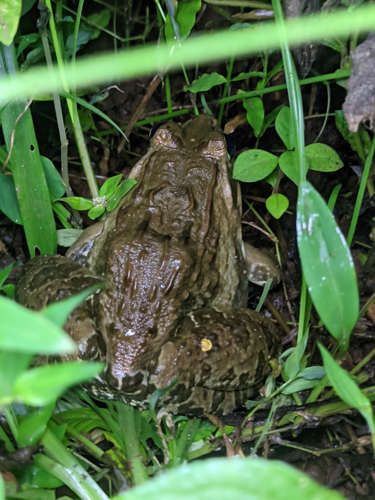 Indus Valley Bullfrog from RF52+2X4, Edakkad, Kerala 670663, India on ...