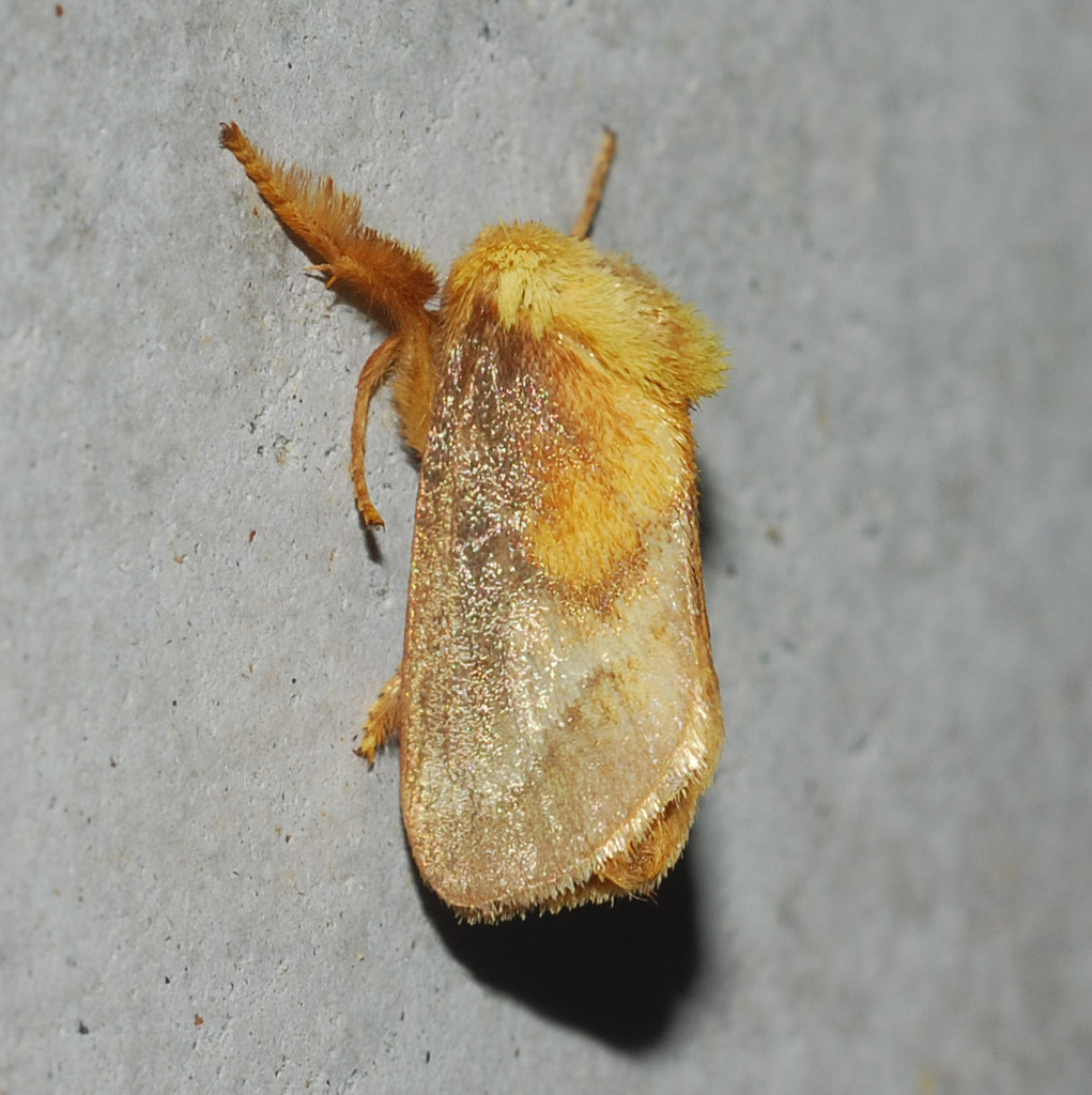 Slug Caterpillar Moths from Sangok-dong, Uijeongbu-si, Gyeonggi-do ...