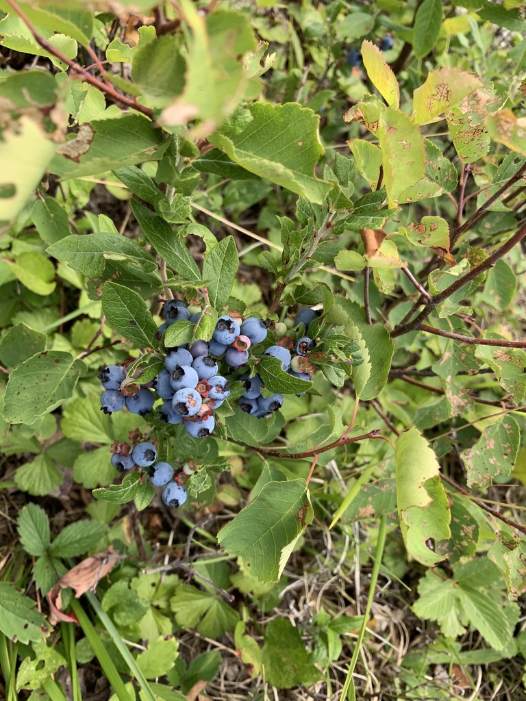 lowbush blueberry from Isle Royale National Park, Houghton, MI, US on ...