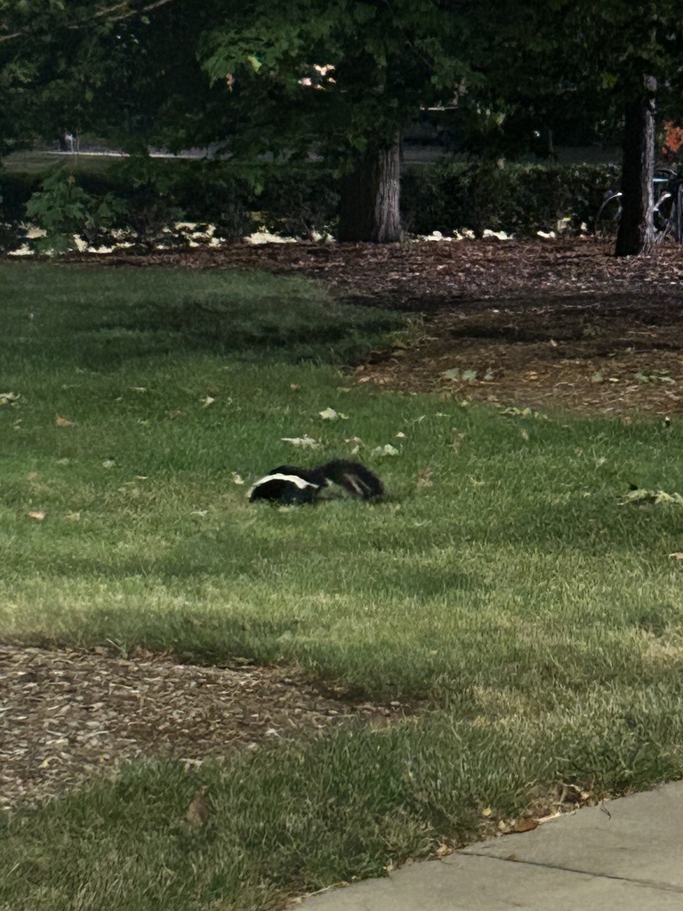 Striped Skunk from University of Illinois at Urbana - Champaign Campus ...