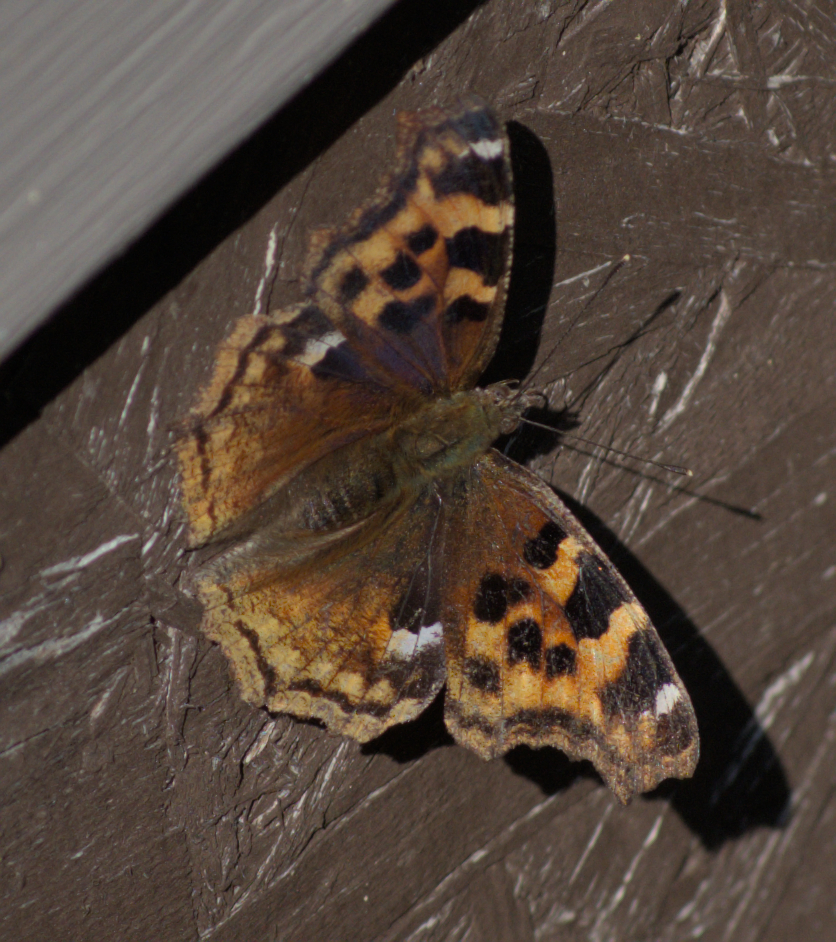 Compton Tortoiseshell from Manitoba, Canada on August 30, 2023 at 11:44 ...